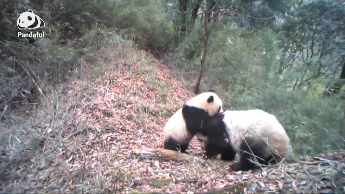 How is wild panda DNA gathered and used? | Pandaful Q&A | XINHUA | LINE ...