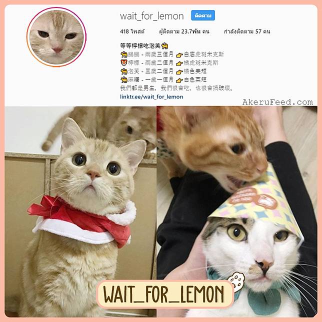 Akeru Feed | รวม 16 ไอจีน้องแมวน่ารัก ทาสแมวต้องฟอลโล่วเลย!