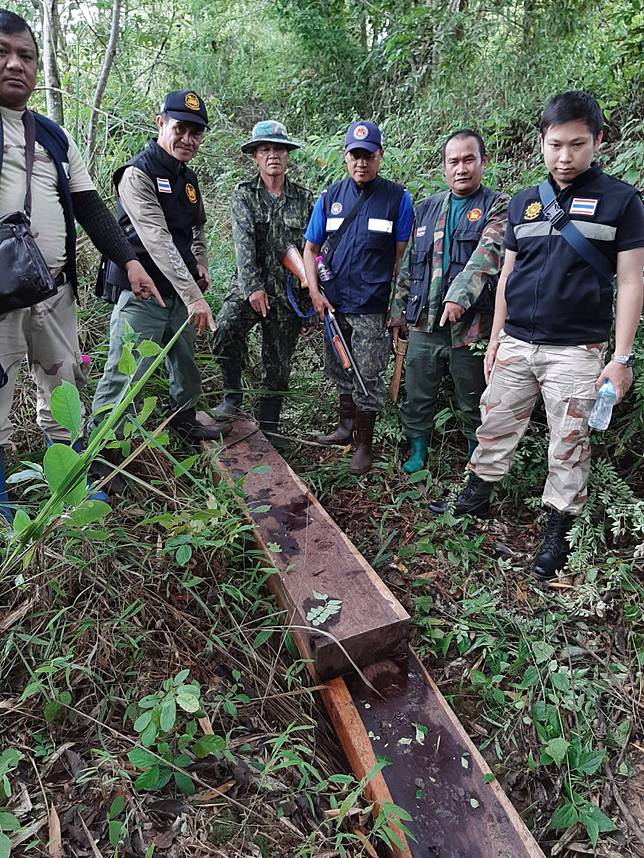 77kaoded | แฉขบวนการตัด-ทำไม้ป่าดงคล้อฯน้ำหนาวยังไม่หยุด ฉวยโอกาสช่วงหน้าฝนลอบตัดไม้ชิงชัน-มะค่า ...