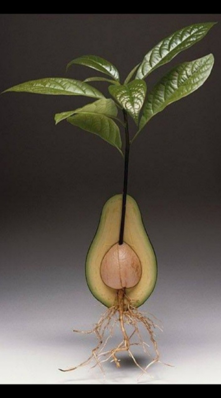 เพาะอะโวคาโด อร่อยเหาะ Avocados