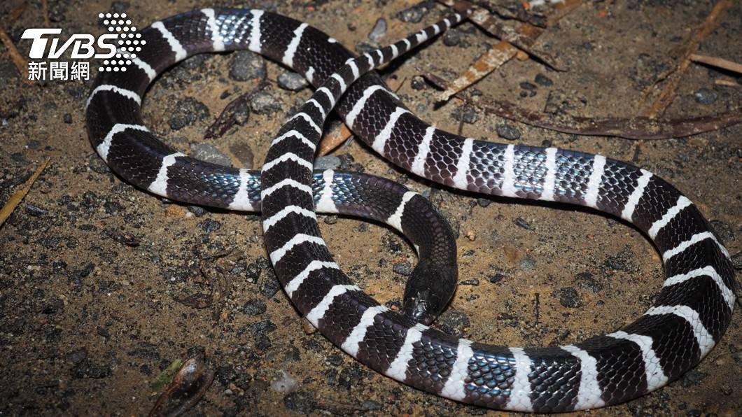 嫩妹網購「雨傘節」被咬死 家屬怒告獲賠150萬 | TVBS | LINE TODAY