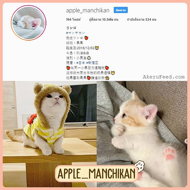 Akeru Feed | รวม 16 ไอจีน้องแมวน่ารัก ทาสแมวต้องฟอลโล่วเลย!