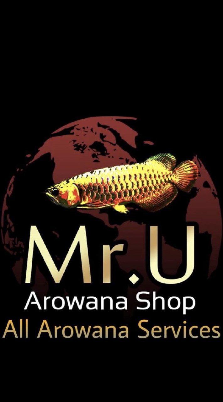 Mr.U Arowana
