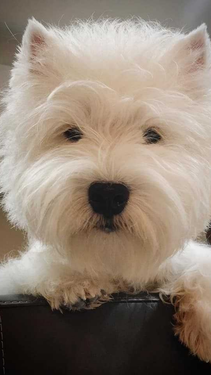 Paws Nation Westie (ฟาร์มเวสตี้)