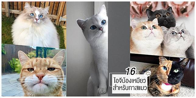 Akeru Feed | รวม 16 ไอจีน้องแมวน่ารัก ทาสแมวต้องฟอลโล่วเลย!