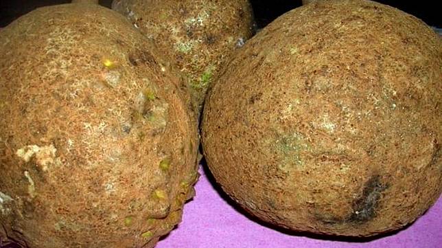 Durian Tanpa Duri Ini Sukses Bikin Warganet Penasaran | Paling Seru