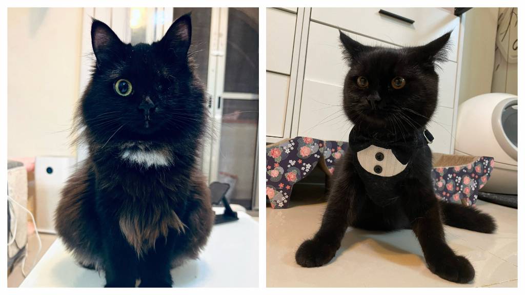 Dcard獲得2000讚！獨眼貓貓「kiki」爆紅故事有洋蔥，家有13隻貓家人好熱鬧 | 就是愛寵物 | LINE TODAY