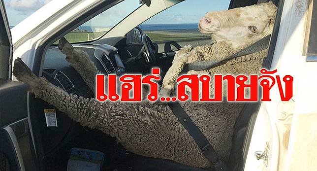 Khaosod | รับแกะหลงทางขึ้นรถ คุณพ่อลูกสี่ใจดี คาดเข็มขัดนิรภัยให้ด้วย