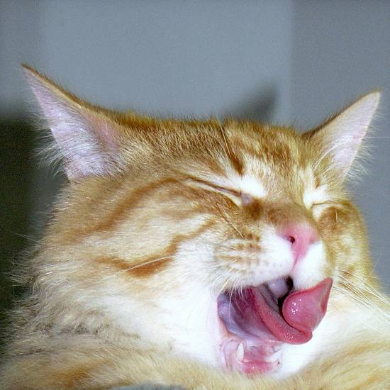 被騙這麼久！澀味竟然不是味覺！ | Knowing | LINE TODAY