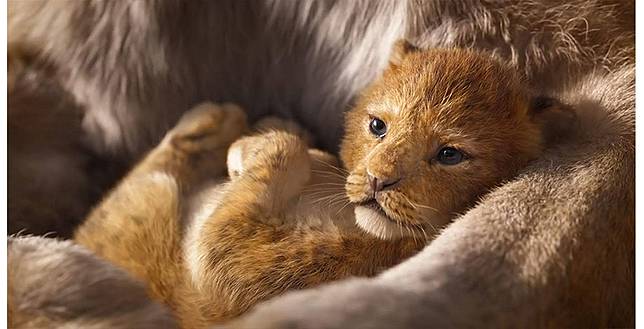 Rabbit Today | 5 เหตุผลที่ไม่ควรพลาดชม The Lion King