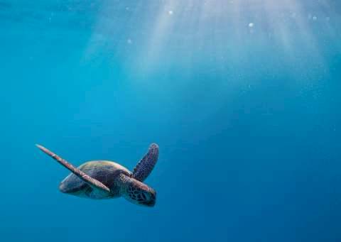 水海龜殘缺身型，竟是垃圾所造成！透過全球百大「水下攝影師」Yorko Summer鏡頭下的生態，教孩子從小愛地球！ | 媽媽寶寶 | LINE ...