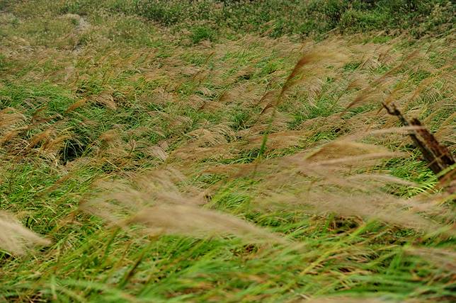 Gramineous Plants In The Botanical Garden Stock Photo, Picture And ...