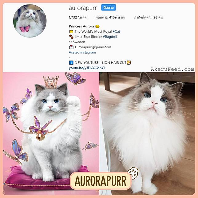 Akeru Feed | รวม 16 ไอจีน้องแมวน่ารัก ทาสแมวต้องฟอลโล่วเลย!