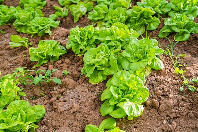 Prachachat | เซ็นทรัล ทำ " เพชรบูรณ์โมเดล" เชื่อมธุรกิจ-สังคม-สิ่งแวดล้อม สร้างคุณภาพชีวิตที่ยั่งยืน