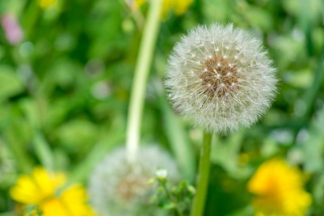 ANNGLE | ดอกไม้แห่งความหวัง " Tampopo หรือแดนดิไลออน (dandelion)"