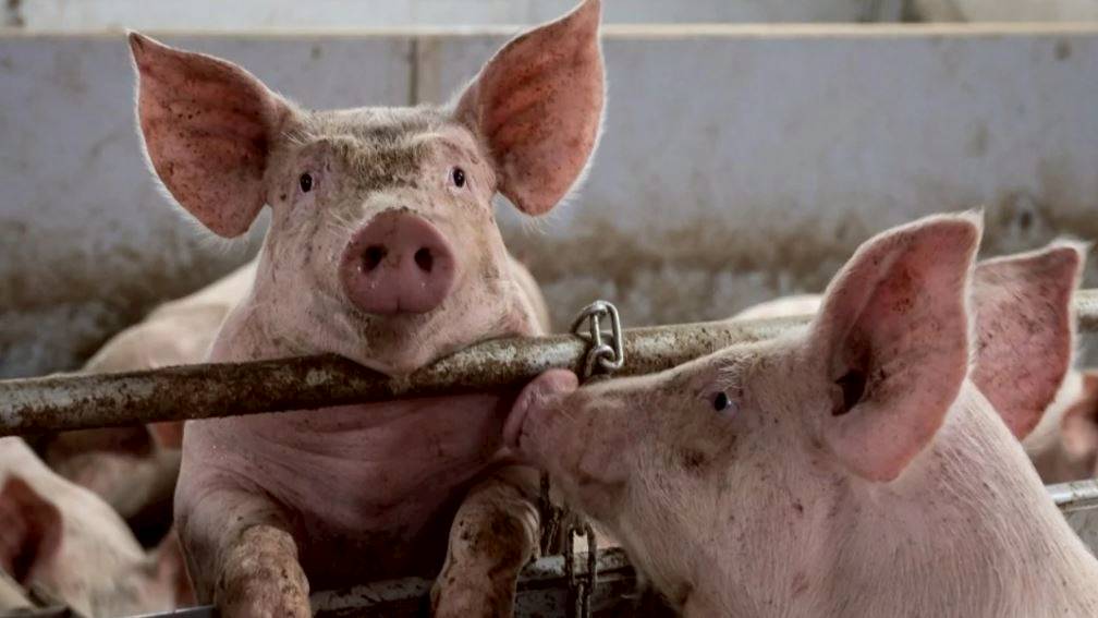 Hong Kong Orders Culling of Thousands of Pigs After African Swine Fever ...