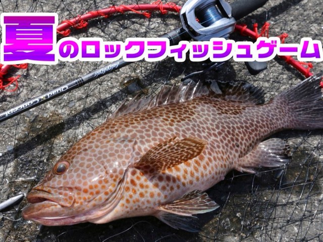 釣り場豊富＆難しくない！ハタ系根魚最盛期の今、夏のロックフィッシュゲームに行きませんか？（ルアーニュースr）