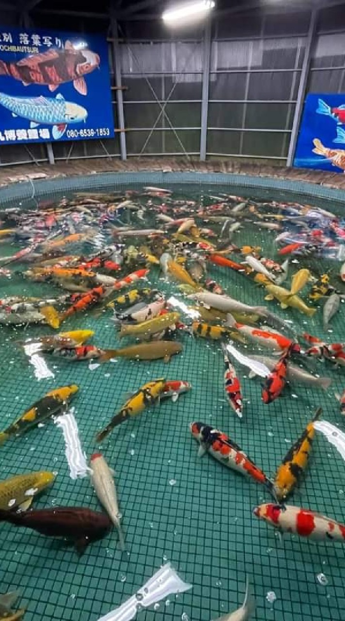 Surat fish farm for S E L L🎏