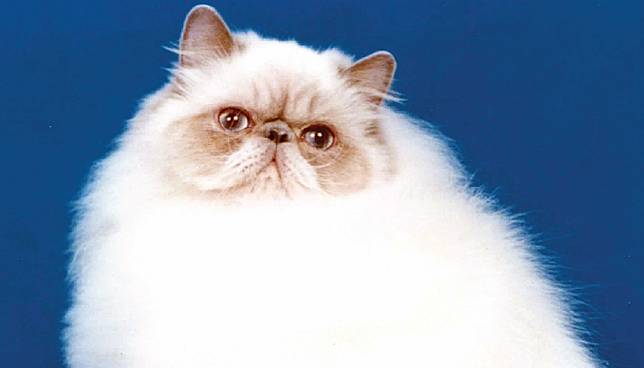 10 อันดับสายพันธุ์แมวที่ค่าตัวแพงที่สุด