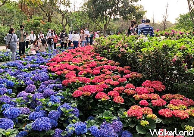 大安繡球花開了！大安森林公園「2000盆繡球花」趁現在沒人先搶拍，台北人每年必朝聖「2023台北杜鵑花季」重點先看。 | WalkerLand 窩客島 | LINE TODAY