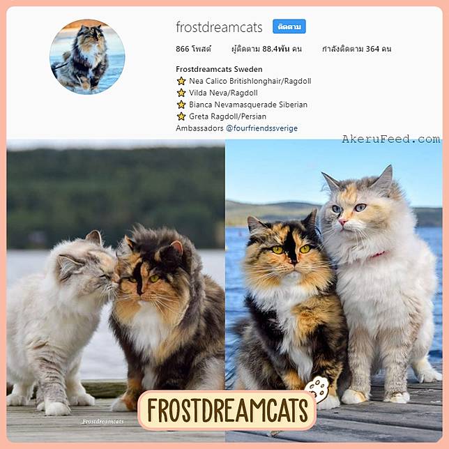 Akeru Feed | รวม 16 ไอจีน้องแมวน่ารัก ทาสแมวต้องฟอลโล่วเลย!