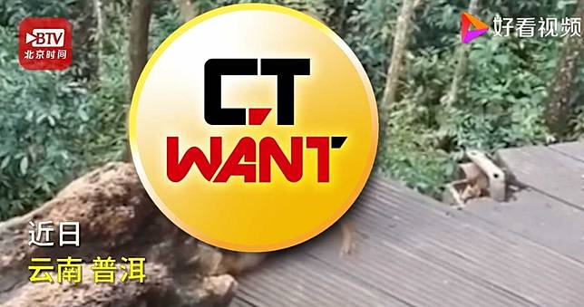 猴子「甜蜜親吻」噴發粉紅泡泡 偷拍驚恐反應網笑翻：遊客別亂教！ | CTWANT | LINE TODAY