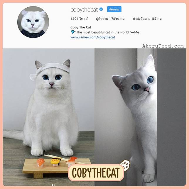 Akeru Feed | รวม 16 ไอจีน้องแมวน่ารัก ทาสแมวต้องฟอลโล่วเลย!