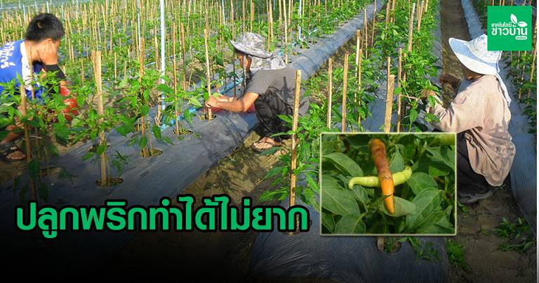 ปลูกพริกทำได้ไม่ยาก...แต่ต้องเรียนรู้ | เทคโนโลยีชาวบ้าน | LINE TODAY