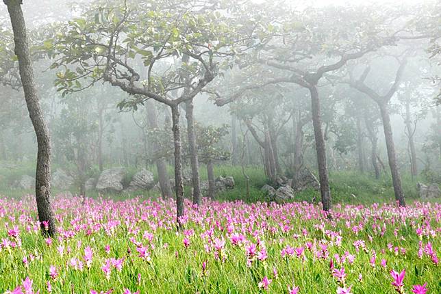 สายดอกไม้เตรียมพร้อม ทุ่งดอกกระเจียว จ ชัยภูมิ เริ่มบานแล้ว 10