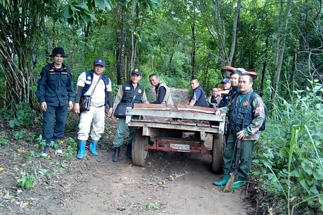77kaoded | แฉขบวนการตัด-ทำไม้ป่าดงคล้อฯน้ำหนาวยังไม่หยุด ฉวยโอกาสช่วงหน้าฝนลอบตัดไม้ชิงชัน-มะค่า ...