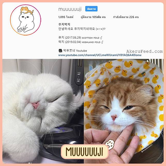 Akeru Feed | รวม 16 ไอจีน้องแมวน่ารัก ทาสแมวต้องฟอลโล่วเลย!