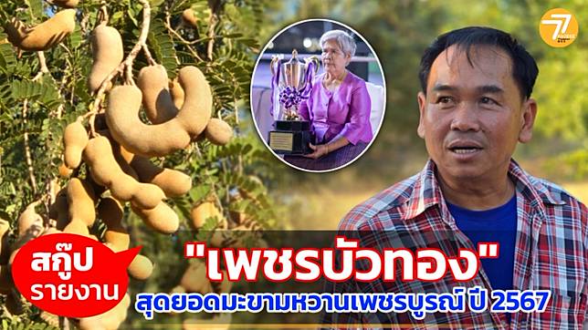 สกู๊ปรายงาน : “เพชรบัวทอง”สุดยอดมะขามหวานเพชรบูรณ์ แห่งปี 2567 | 77kaoded | LINE TODAY