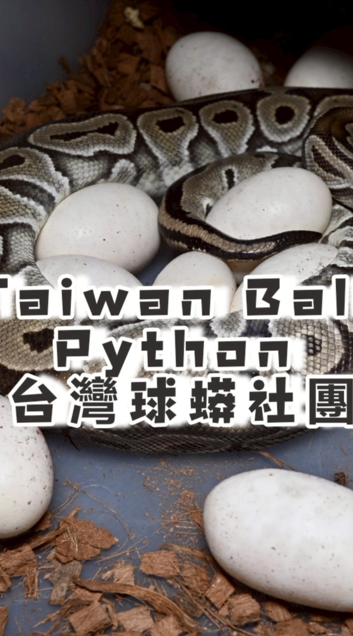 Taiwan Ball Python 台灣球蟒社團