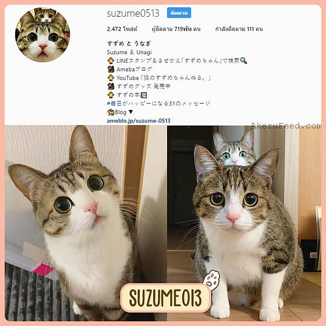 Akeru Feed | รวม 16 ไอจีน้องแมวน่ารัก ทาสแมวต้องฟอลโล่วเลย!