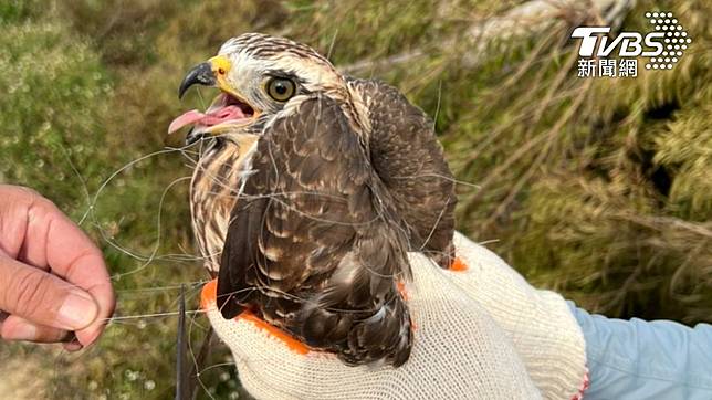 150公尺網子現苗栗深山！男海量捕賽鴿 參賽者遭勒索5萬 | TVBS | LINE TODAY
