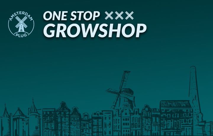 Amsterdam Plug | LINE Official Account