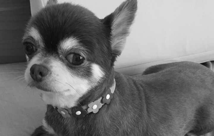 bruno Dog Hotel | LINE Official Account