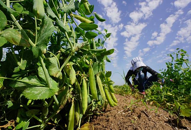Chinese scientists accurately map pea genomes | XINHUA | LINE TODAY