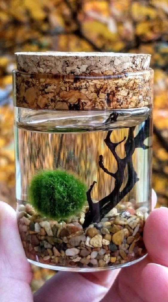 Marimo moss ball🌳