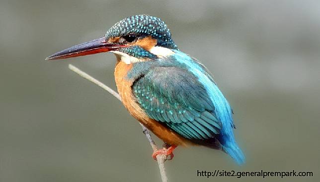 มาดู 5 นกแสนสวยคู่เมืองไทยกันเถอะ