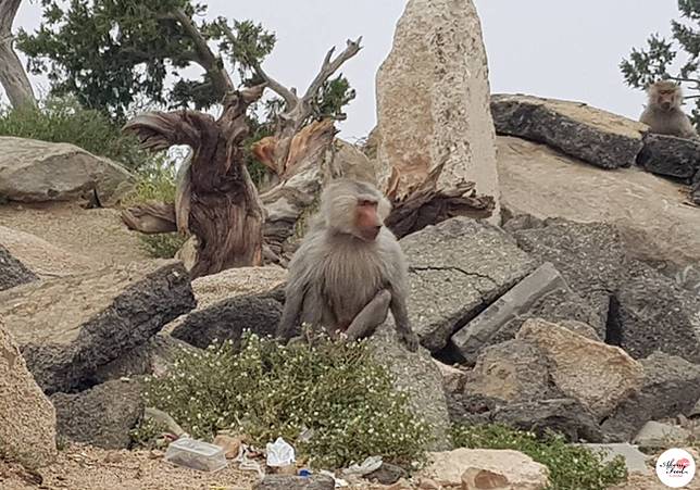 Akeru Feed | พาเที่ยว " Taif (ทาอีฟ)" เมืองหนาวของประเทศซาอุดิอาราเบีย มีดียังไง!!"