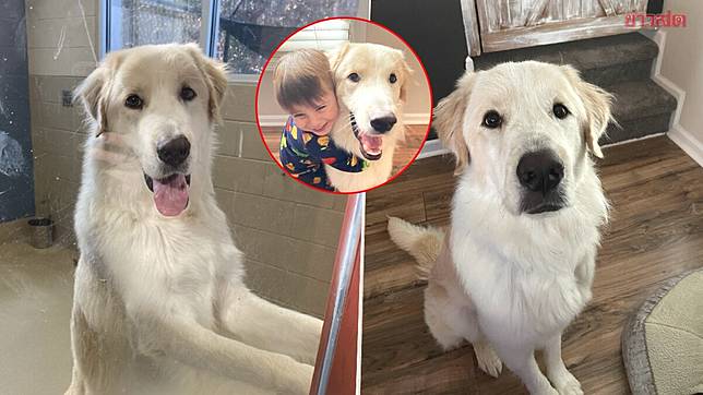 เราไม่น่ารักหรอ! สุนัขอาภัพรักถูกปฏิเสธถึง 14 ครั้ง ในที่สุดก็ได้บ้านใจดีรับเลี้ยง | Khaosod ...