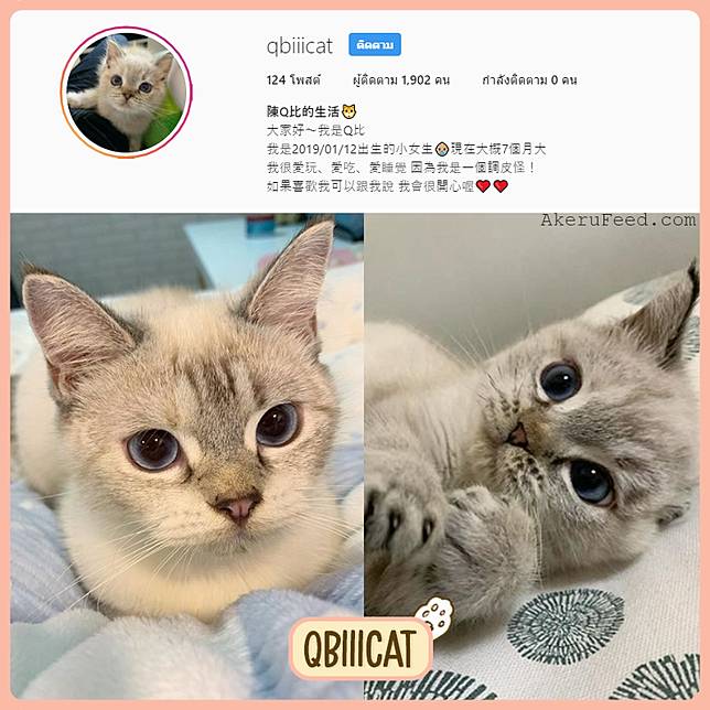 Akeru Feed | รวม 16 ไอจีน้องแมวน่ารัก ทาสแมวต้องฟอลโล่วเลย!