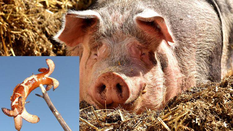 Shocking: Chinese Farmer's Private Parts Eaten by Pigs - Full Story and ...