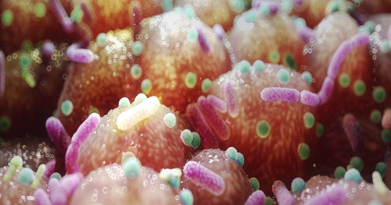 Gut Bacteria's Impact on Weight Gain: Recent Discovery in Mice Offers ...