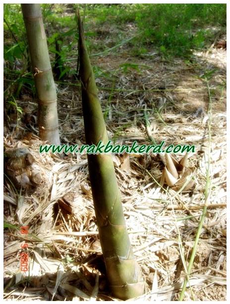 รักบ้านเกิด | การปลูกไผ่เลี้ยงหวาน