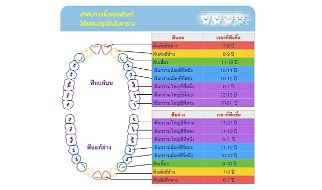 อายุเท่าไร...ฟันซี่ไหน...ควรขึ้นและหลุด | HISOPARTY | LINE TODAY