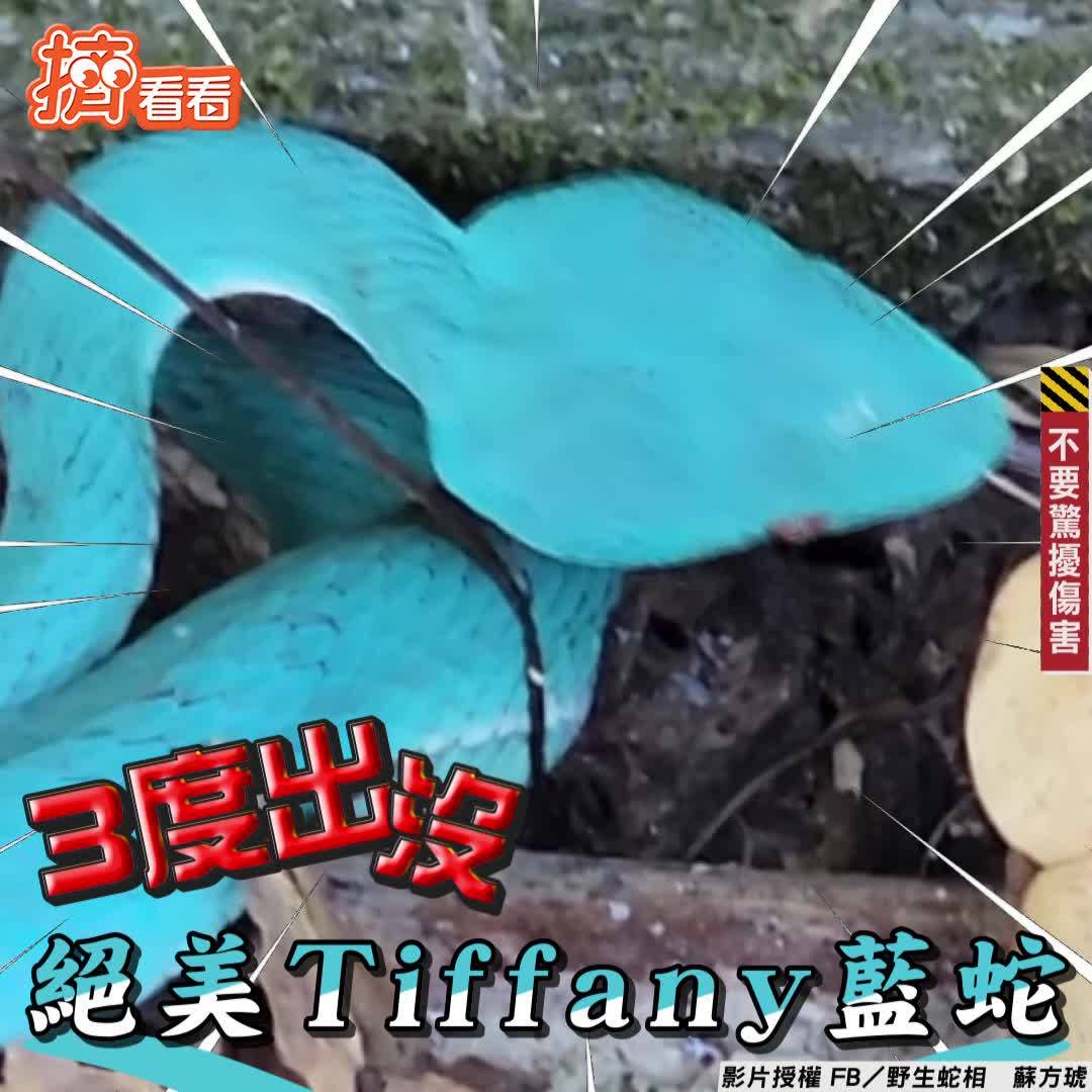 影音／絕美Tiffany藍蛇「變胖了」 男3度巧遇超high：看牠平安長大 | TVBS 新聞影音 | LINE TODAY