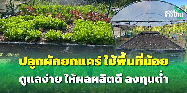 ปลูกผักยกแคร่ ใช้พื้นที่น้อย ดูแลง่าย ให้ผลผลิตดี ลงทุนต่ำ เทคโนโลยี