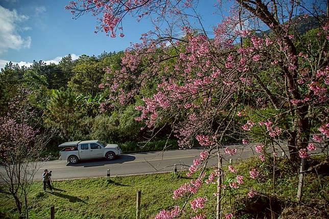 MThai.com | ชมดอกกล้วยไม้ และพญาเสือโคร่งบาน ที่ ศูนย์อนุรักษ์พันธุ์กล้วยไม้รองเท้านารีอินทนนท์"